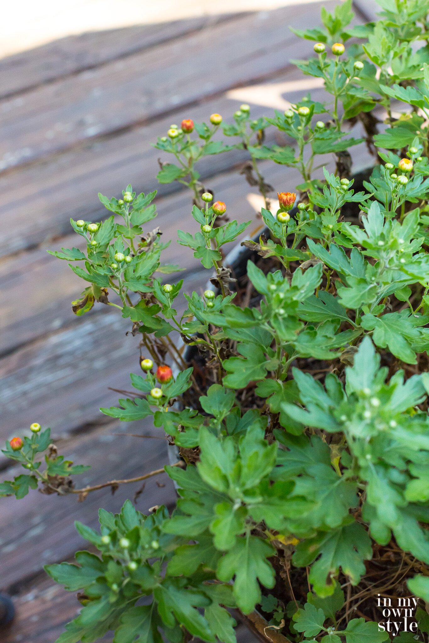 What Flower to Plant That Rabbits Don't Like - In My Own Style