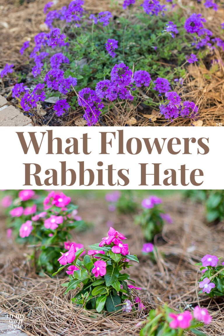 What Flower to Plant That Rabbits Don't Like - In My Own Style