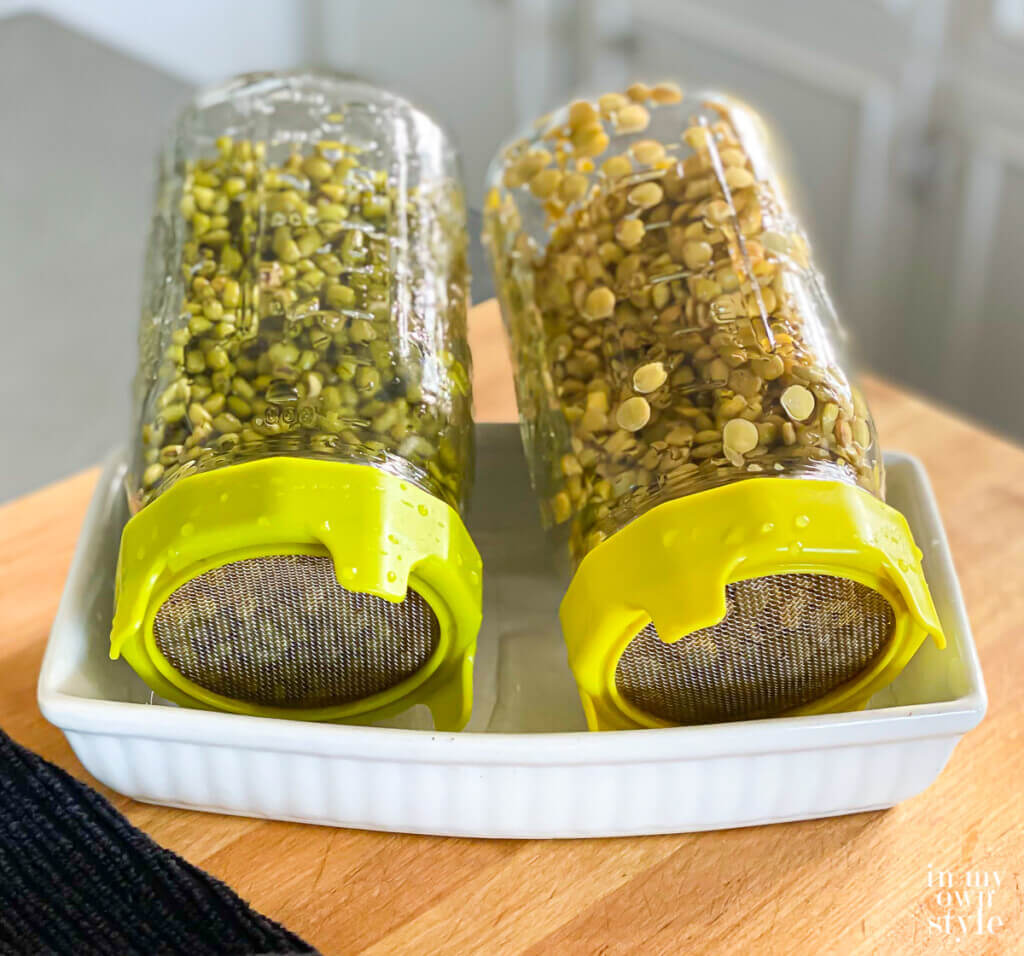 How to Sprout Beans and Seeds - In My Own Style