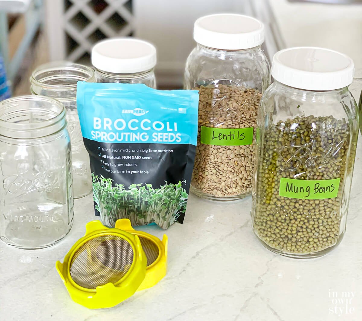 How to Sprout Beans and Seeds - In My Own Style