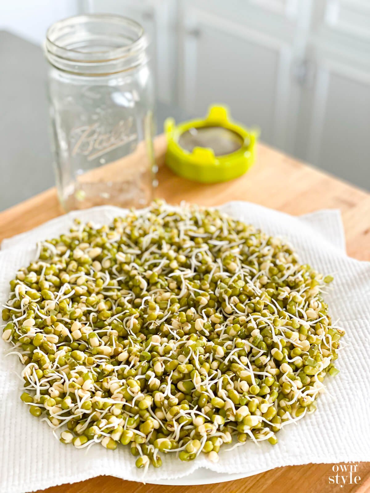 How to Sprout Beans and Seeds - In My Own Style