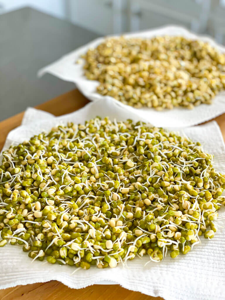 How to Sprout Beans and Seeds - In My Own Style