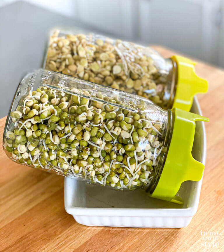 How to Sprout Beans and Seeds - In My Own Style