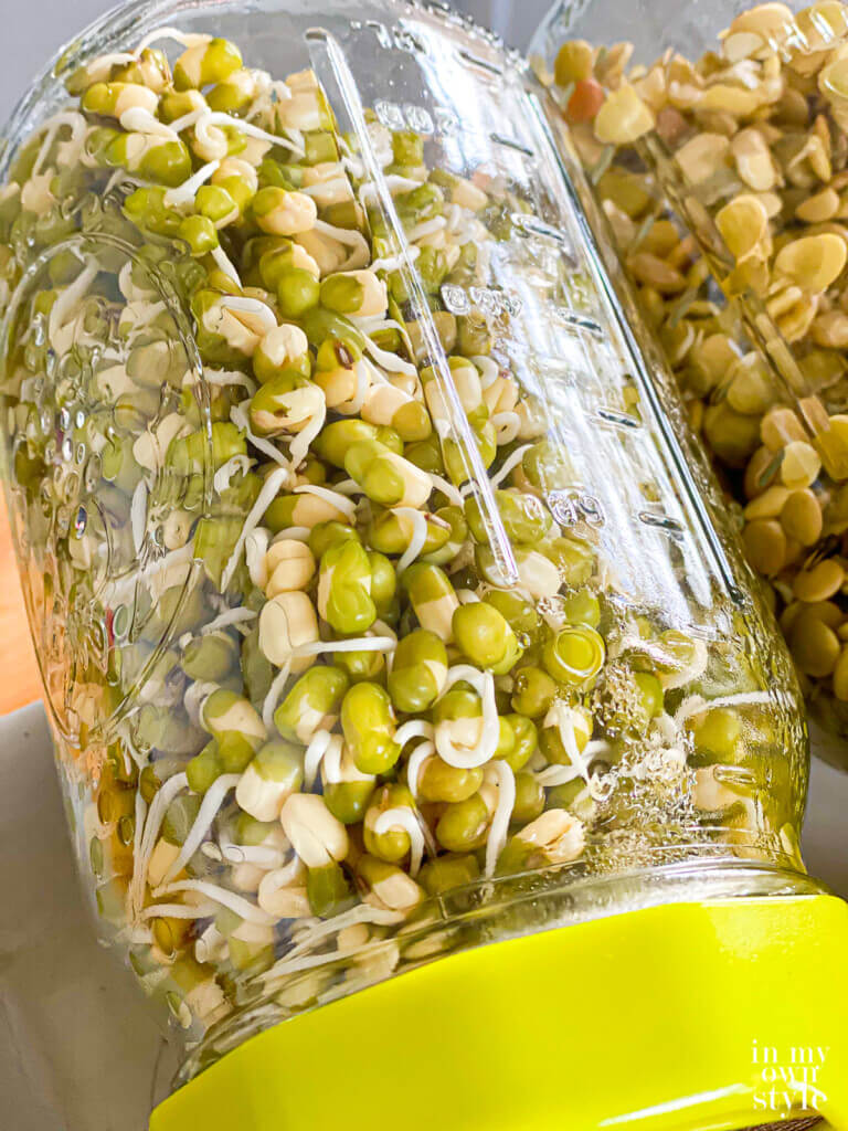 How to Sprout Beans and Seeds - In My Own Style